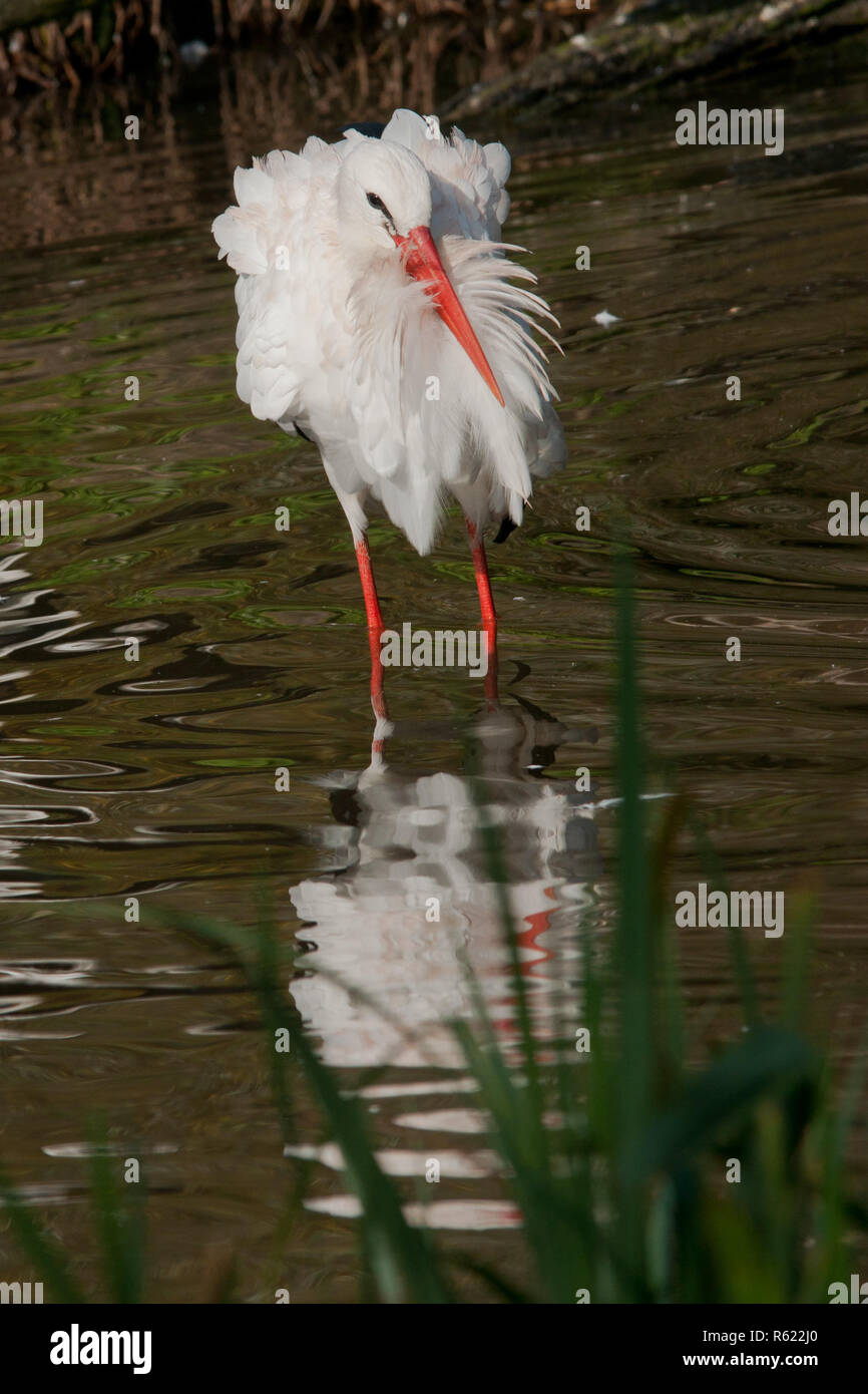 Funny stork hi-res stock photography and images - Alamy