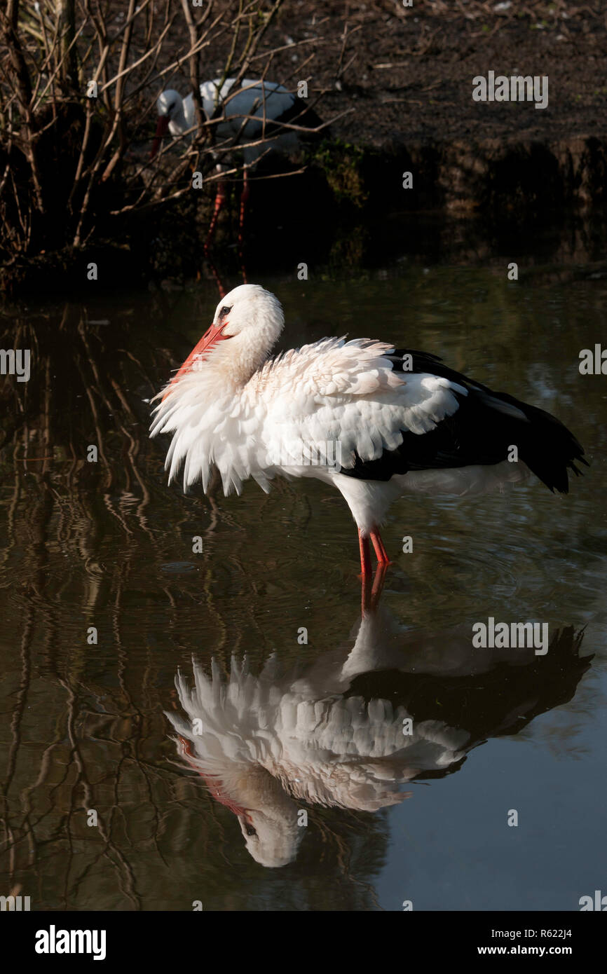 stork in the water Stock Photo - Alamy
