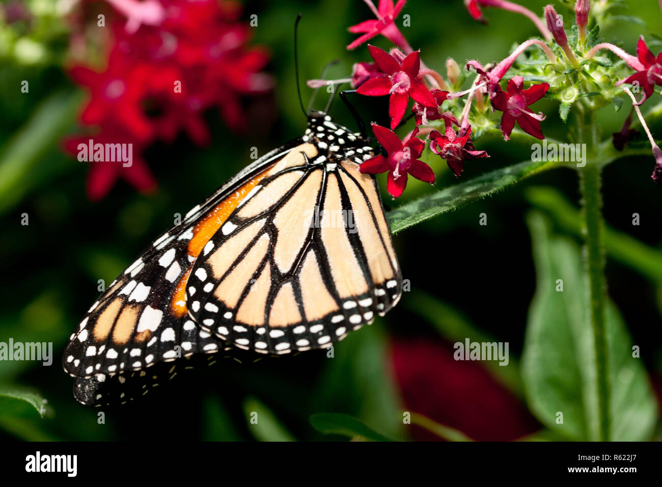 Hawai Hawai High Resolution Stock Photography and Images - Alamy