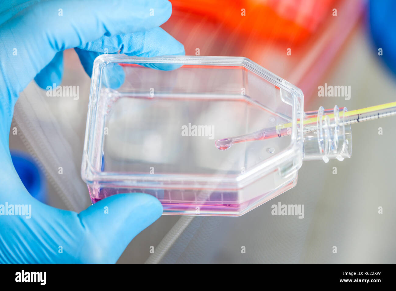 Scientist working with a cell culture flask under sterile hood at ...