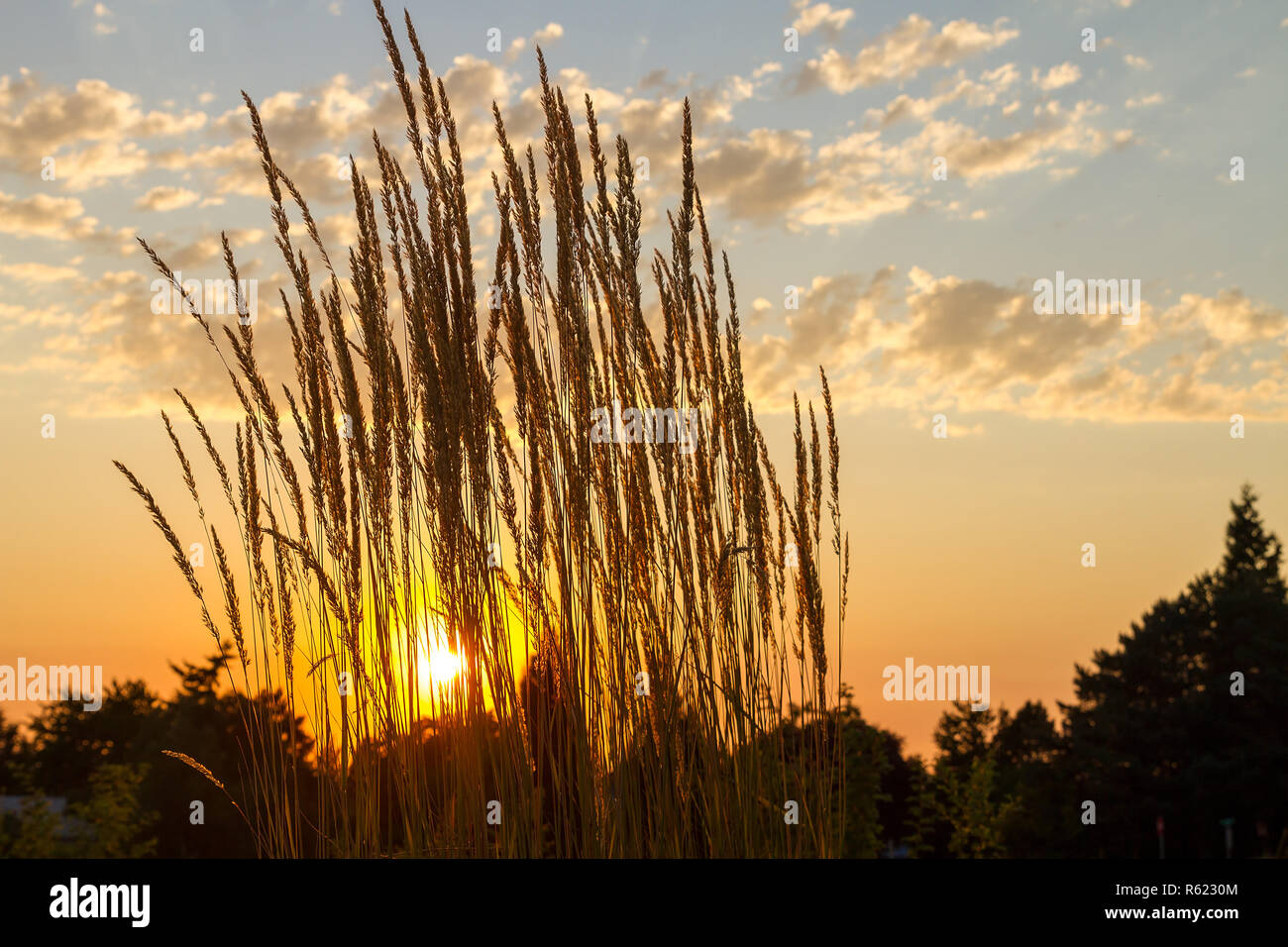 Grass against Sunset Sky Background Stock Photo - Alamy