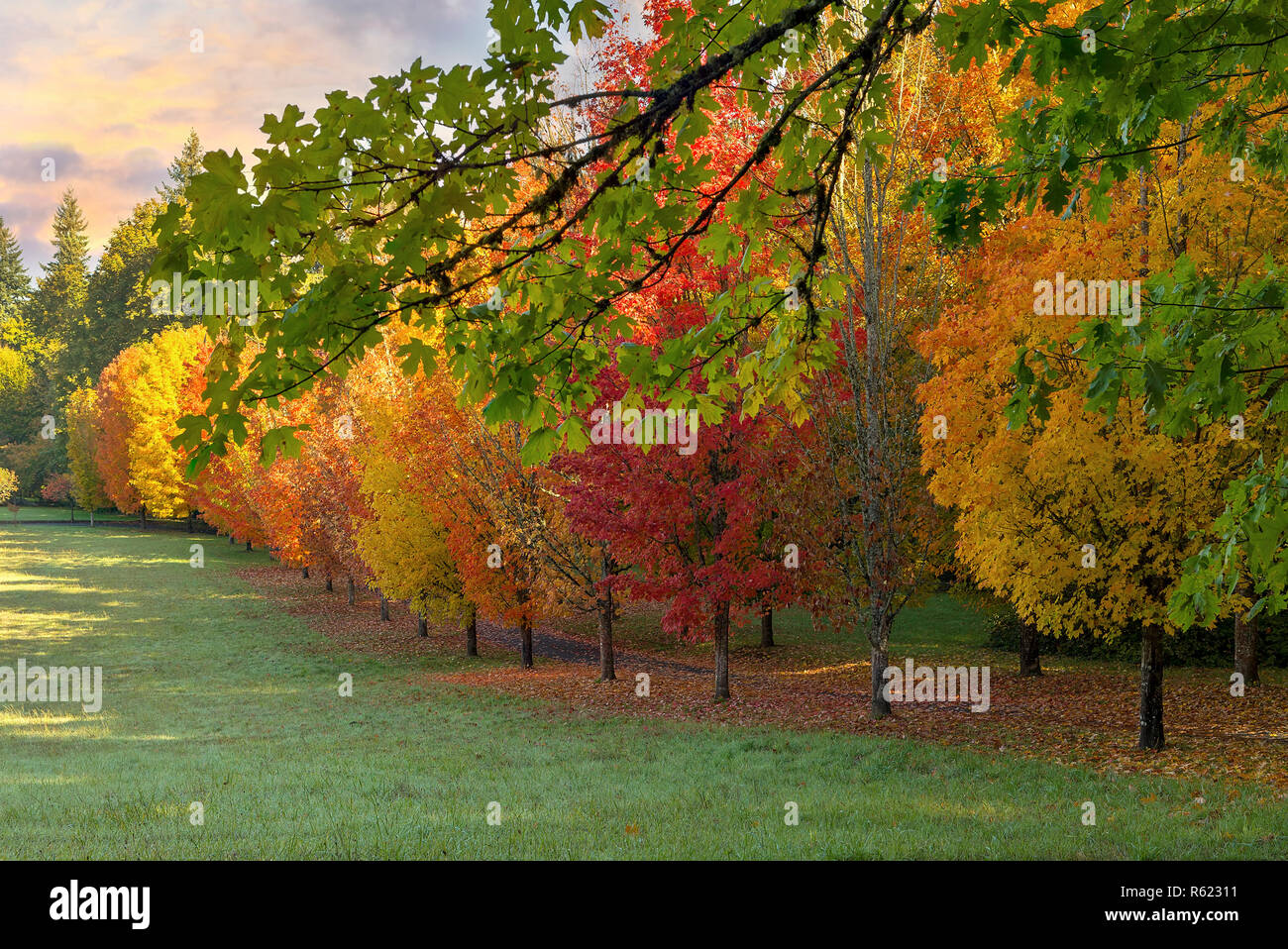 Row of Trees in Peak Fall Colors Stock Photo - Alamy