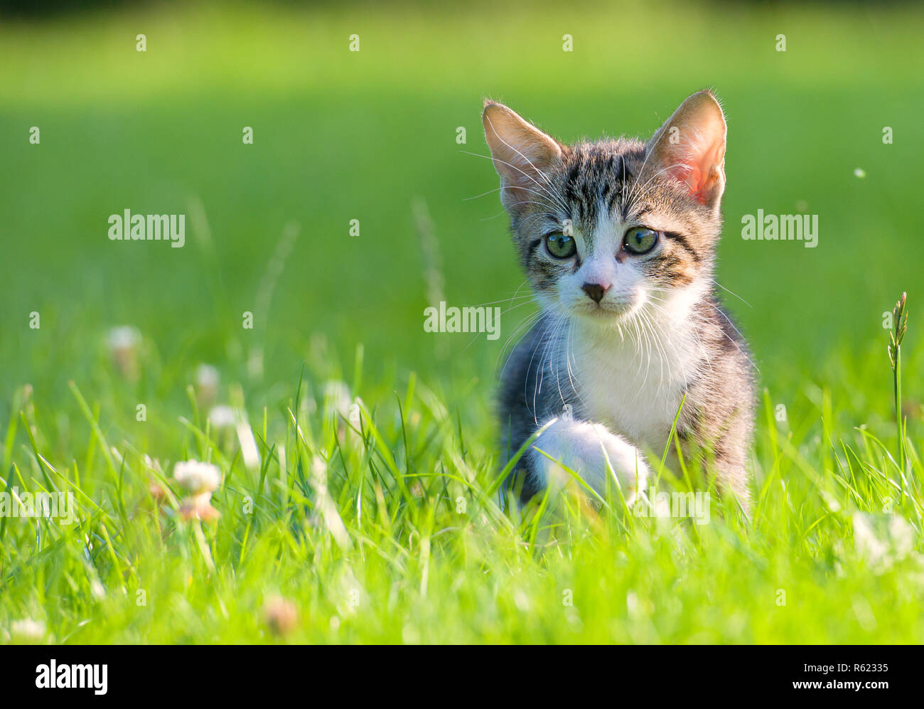 Kitten hiding face hi-res stock photography and images - Alamy