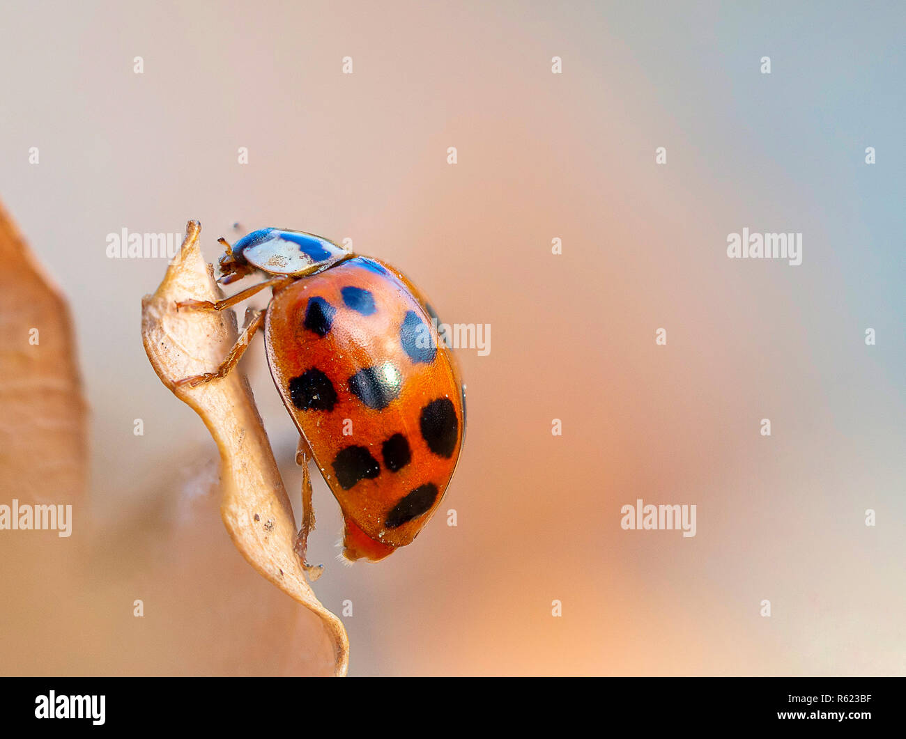 Beautiful red bug hi-res stock photography and images - Alamy