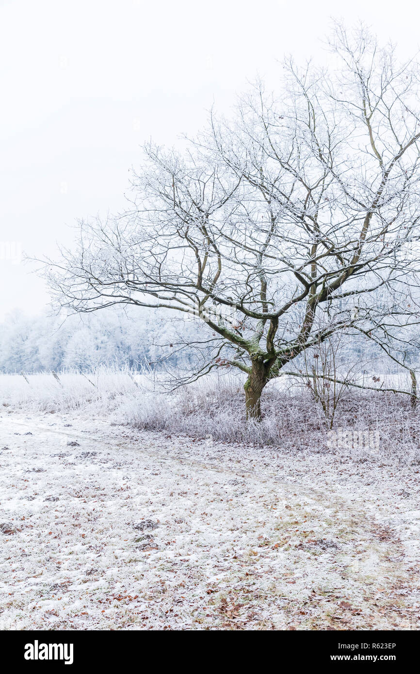 frozen nature in winter Stock Photo - Alamy