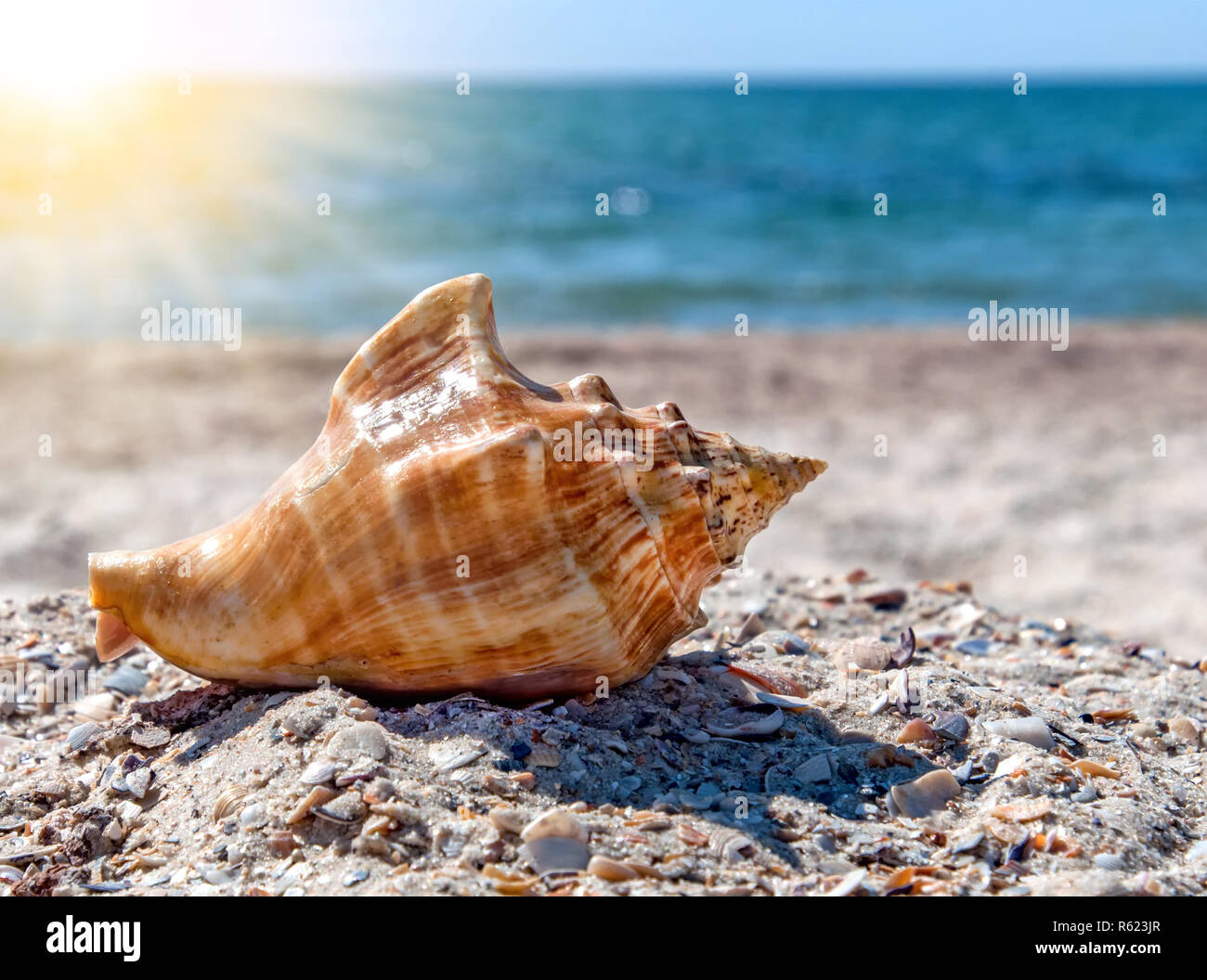 shell on a sandy beach Stock Photo - Alamy