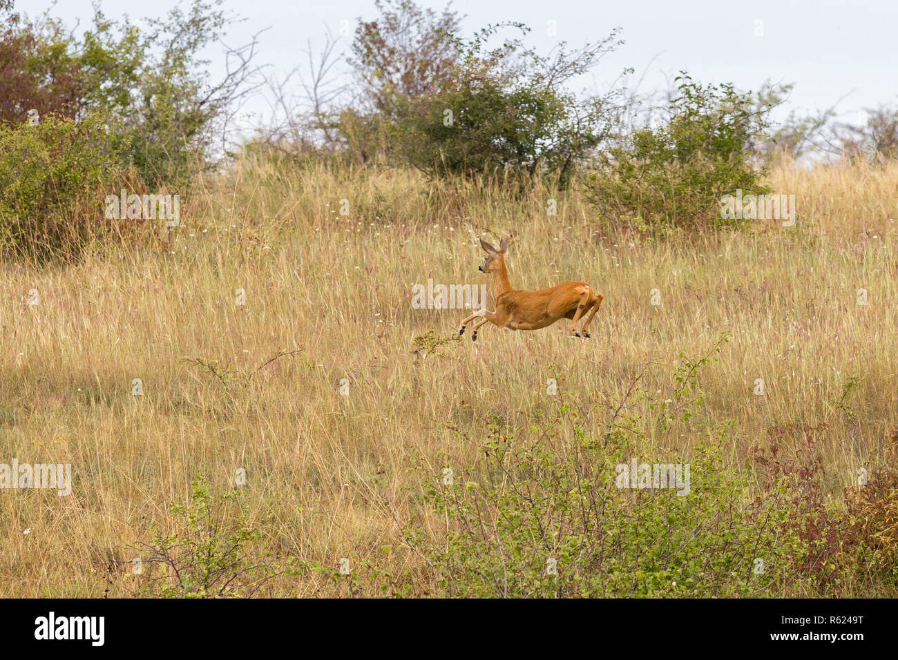 Roe buck deer heather hi-res stock photography and images - Alamy