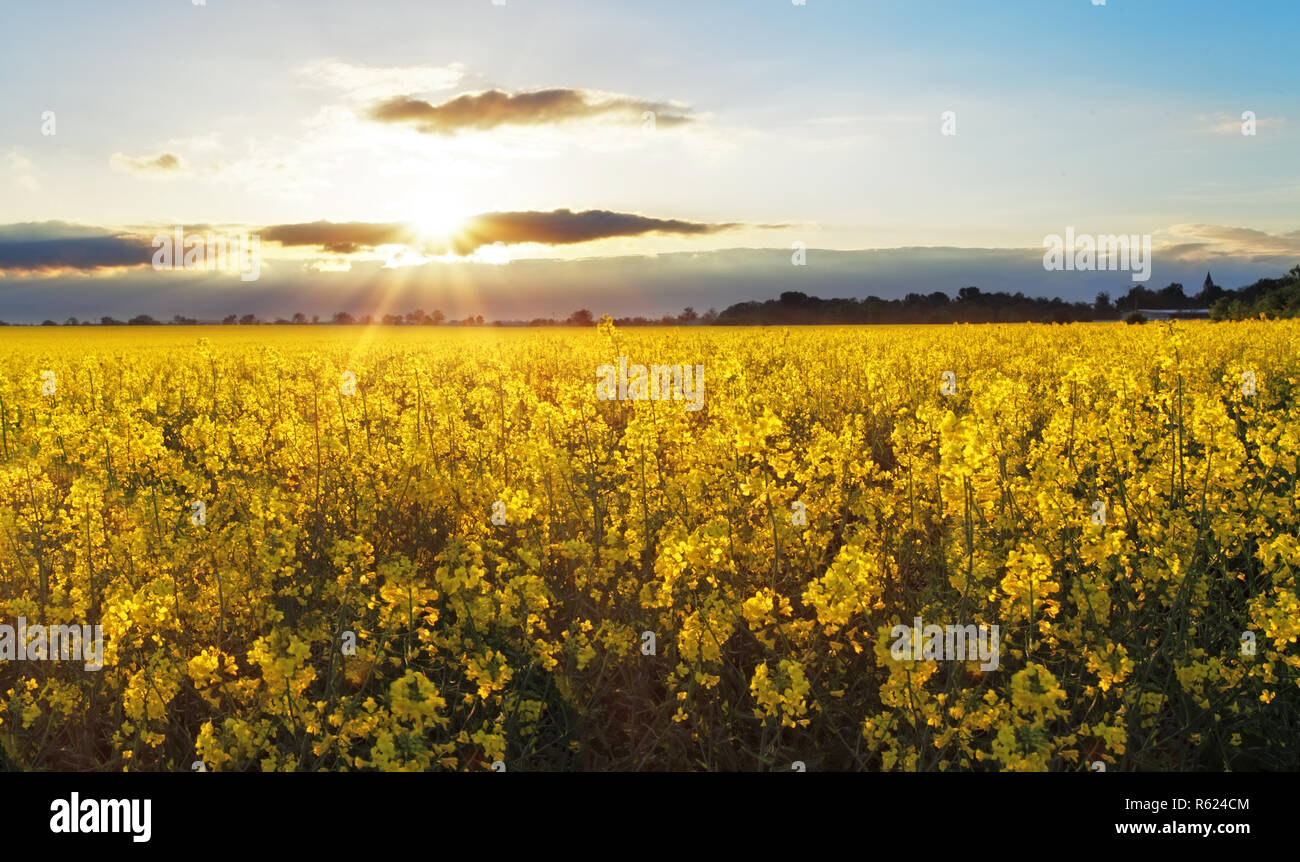 Rapeseed field with gold sunset hi-res stock photography and images - Alamy