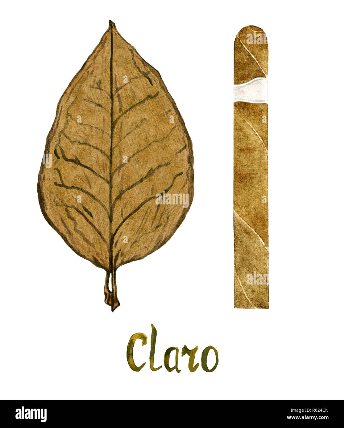 Cigar claro wrapper leaf color type, isolated hand painted watercolor ...