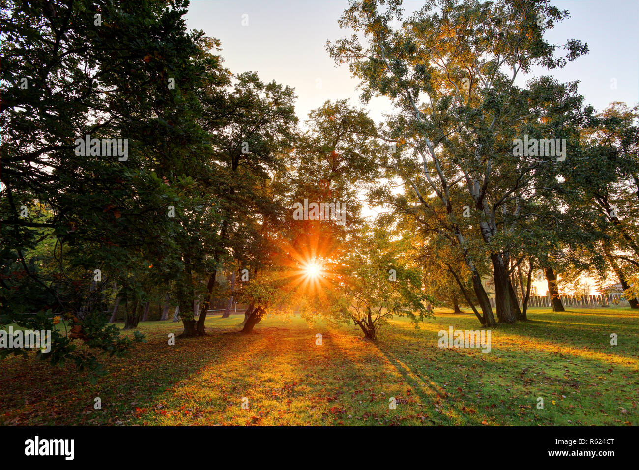 Fall park with sun and tree Stock Photo - Alamy