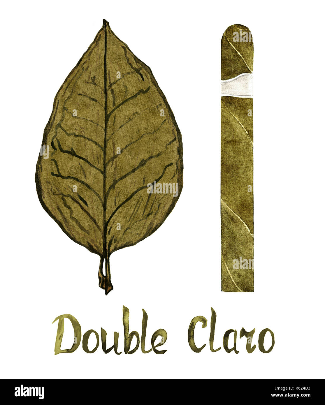 Cigar double claro wrapper leaf color type, isolated hand painted ...