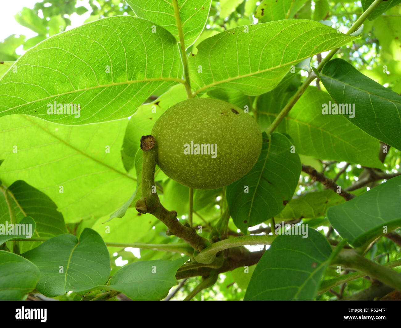 Infantile growth hi-res stock photography and images - Alamy