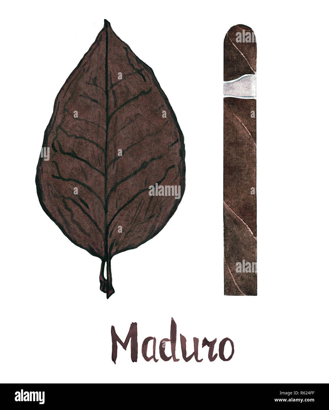 Cigar maduro wrapper leaf color type, isolated hand painted watercolor ...