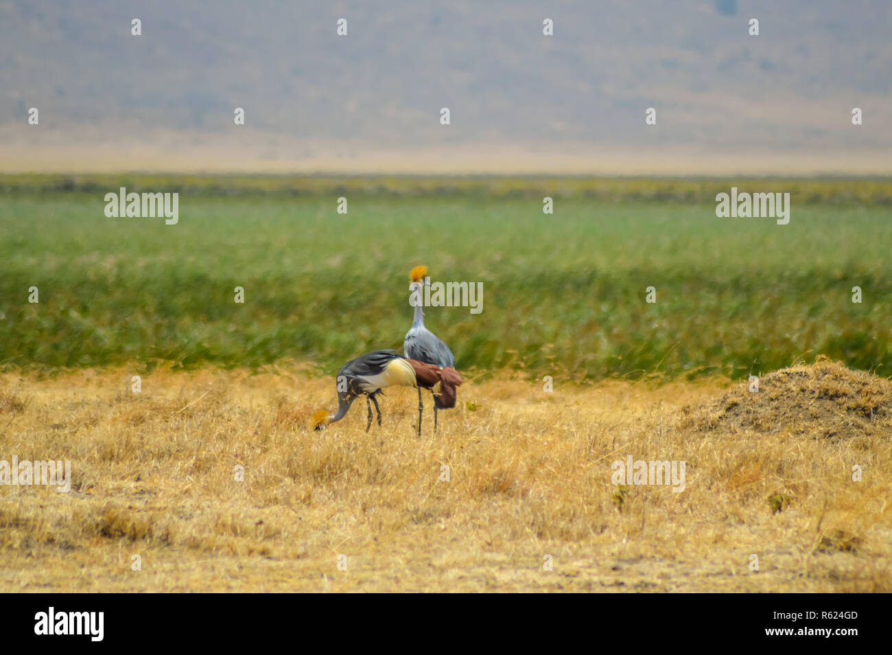 Royal Project Farm High Resolution Stock Photography and Images - Alamy
