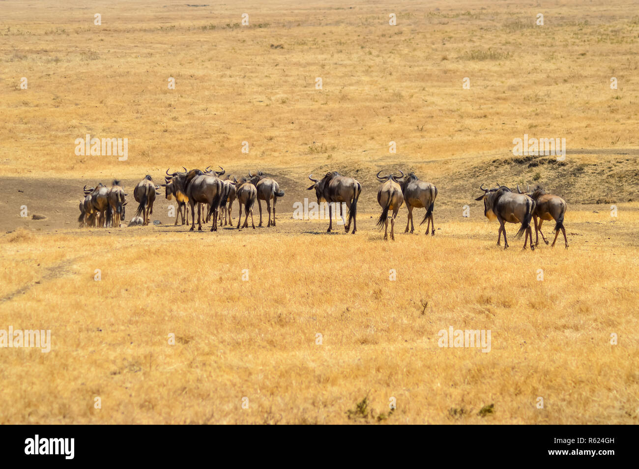 Herd of wildebeest busy Stock Photo - Alamy