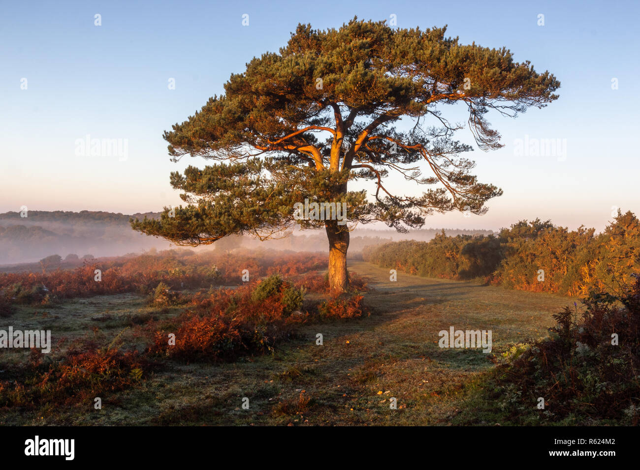 A lone tree at dawn, Bratley View in the New Forest national park in ...