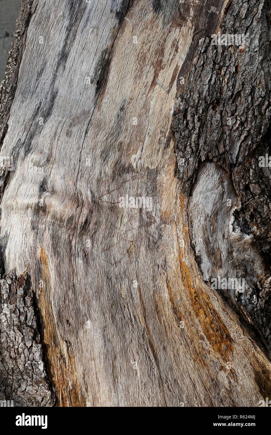 texture of pine bark trunk. wood texture Stock Photo - Alamy