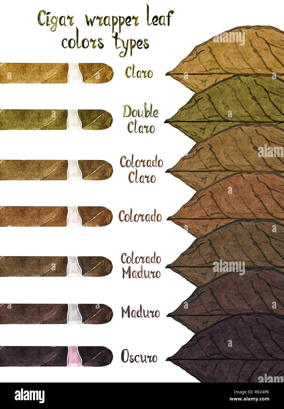 Cigar wrapper leaf colors types: Claro, Double Claro, Colorado Claro ...