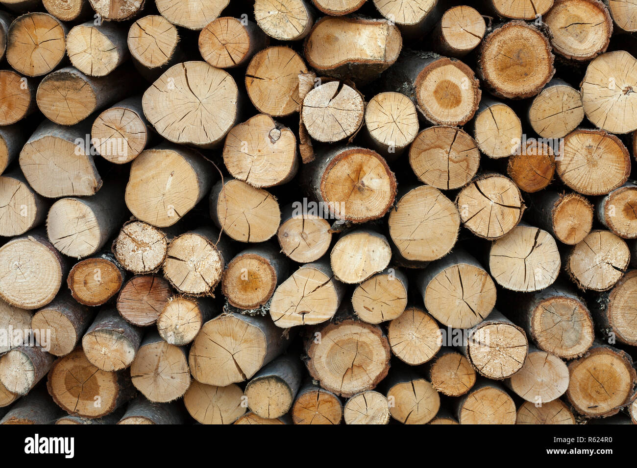 Sawed tree trunks and branches in different sizes, piled up in blue ...