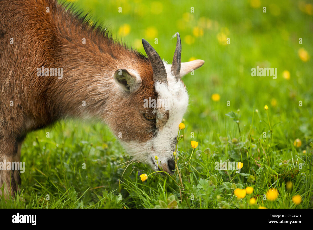 Short goat hi-res stock photography and images - Alamy