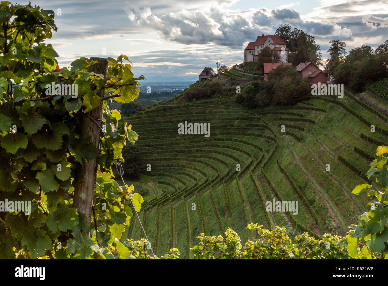 Staufenberg castle vineyard hi-res stock photography and images - Alamy
