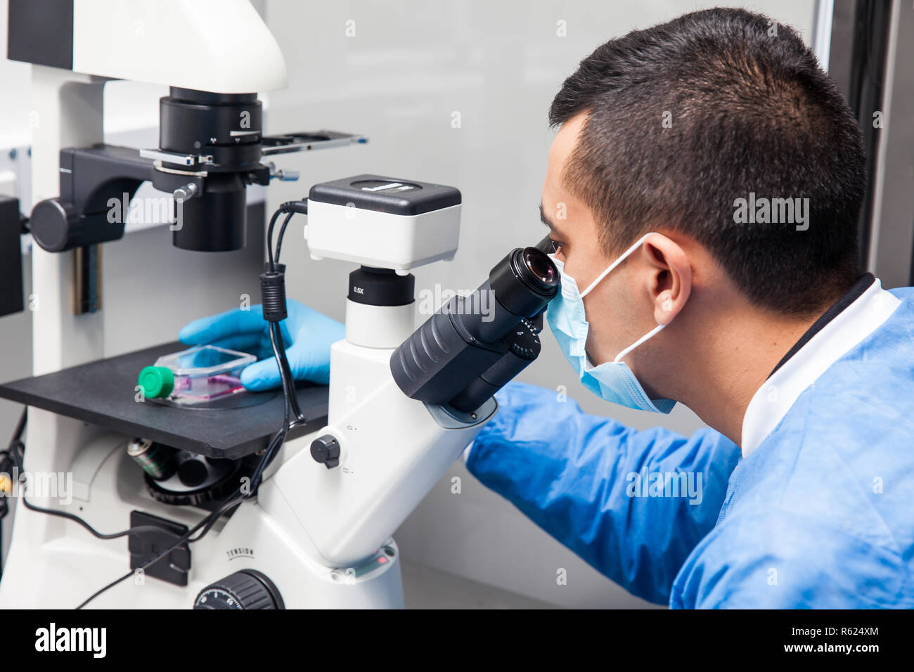 Young male scientist looking at cell culture under the microscope Stock ...