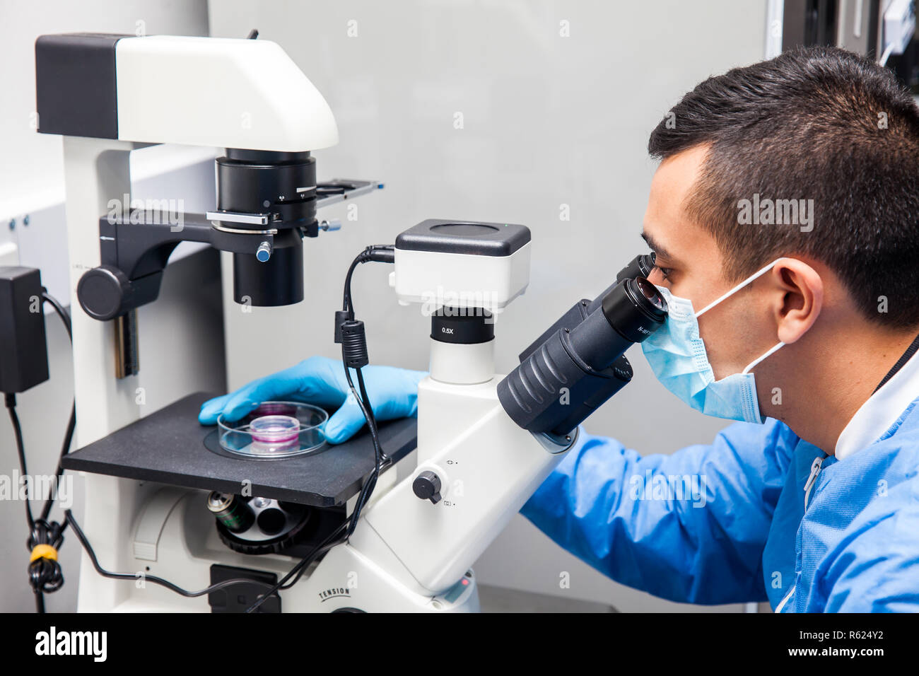 Young male scientist looking at cell culture under the microscope Stock ...