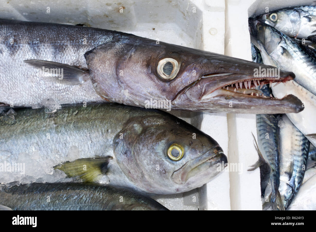 Fresh barracuda fish market hi-res stock photography and images - Alamy