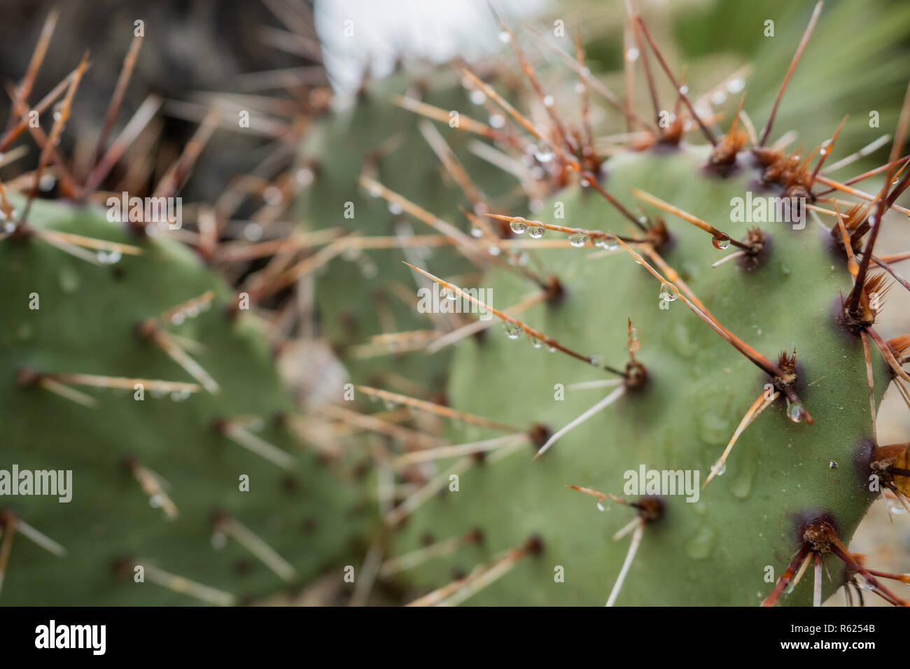 Cactus botanical garden section hi-res stock photography and images - Alamy