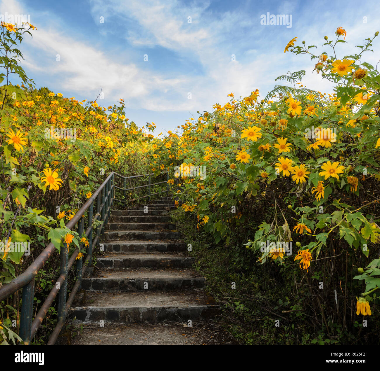 Beautiful mexican sunflower blooming valley in Meahongson, Thailand ...