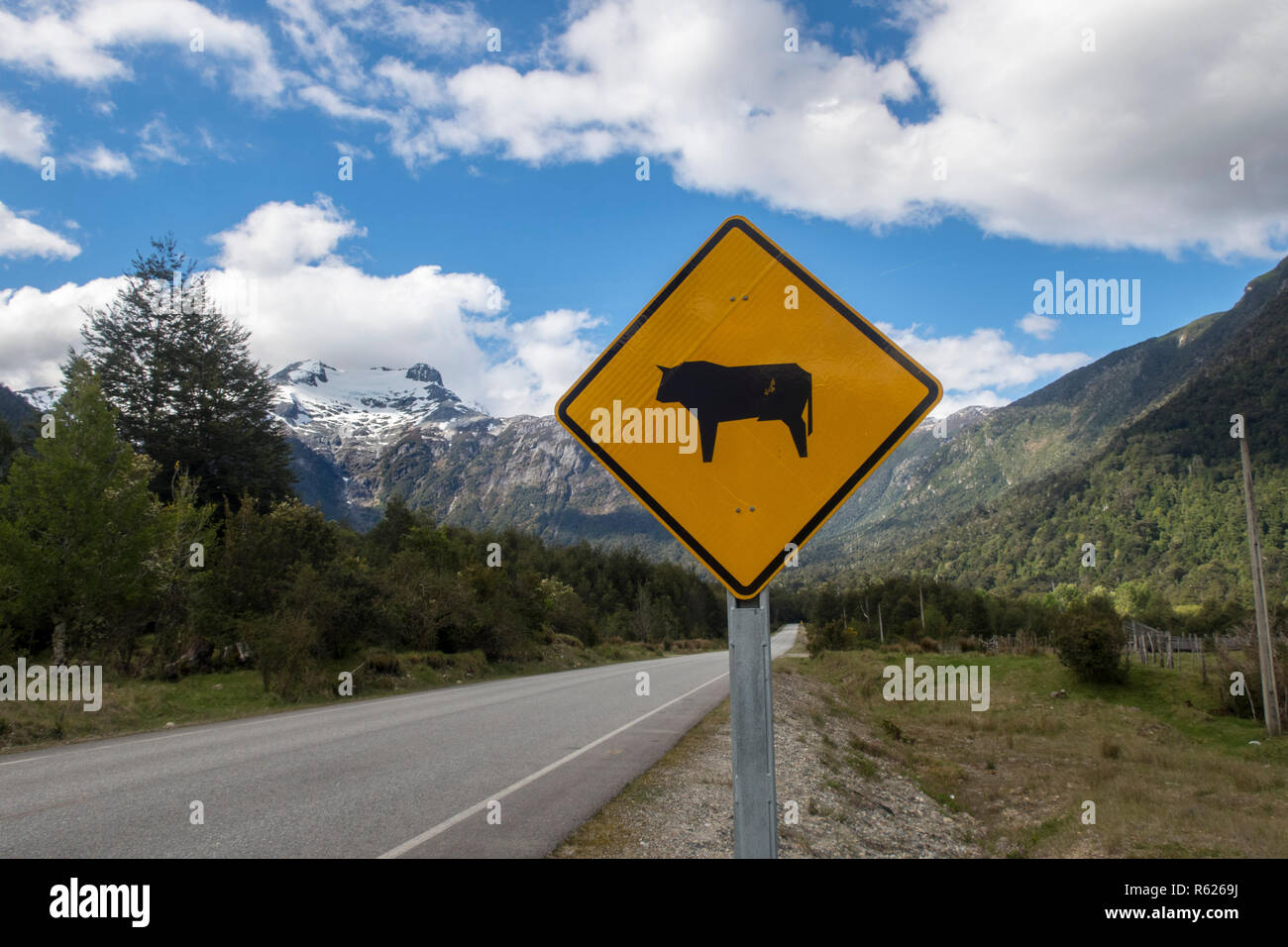 cow road warning sign on the carretera austral Stock Photo - Alamy