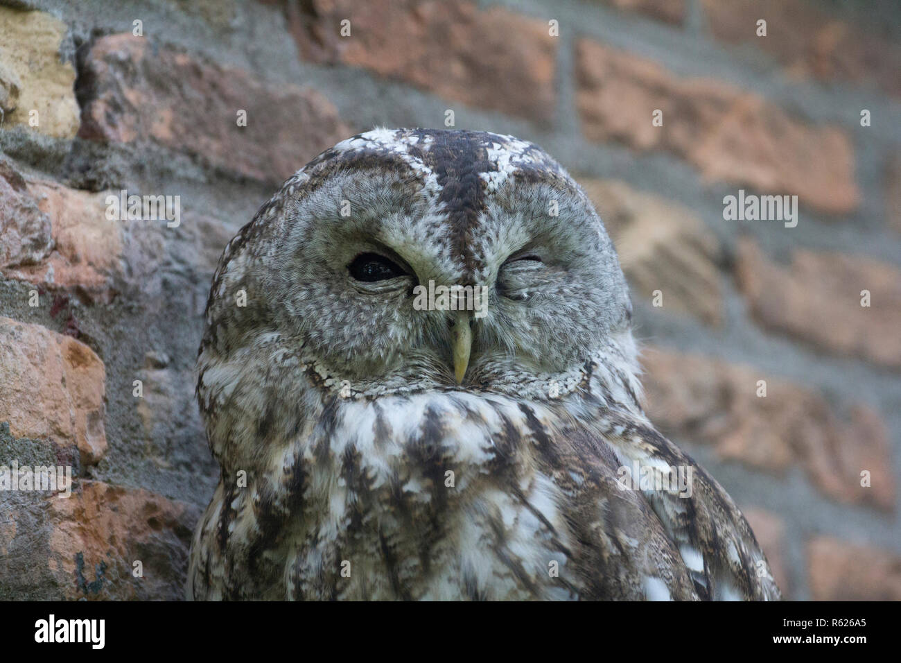 Winking animals hi-res stock photography and images - Alamy