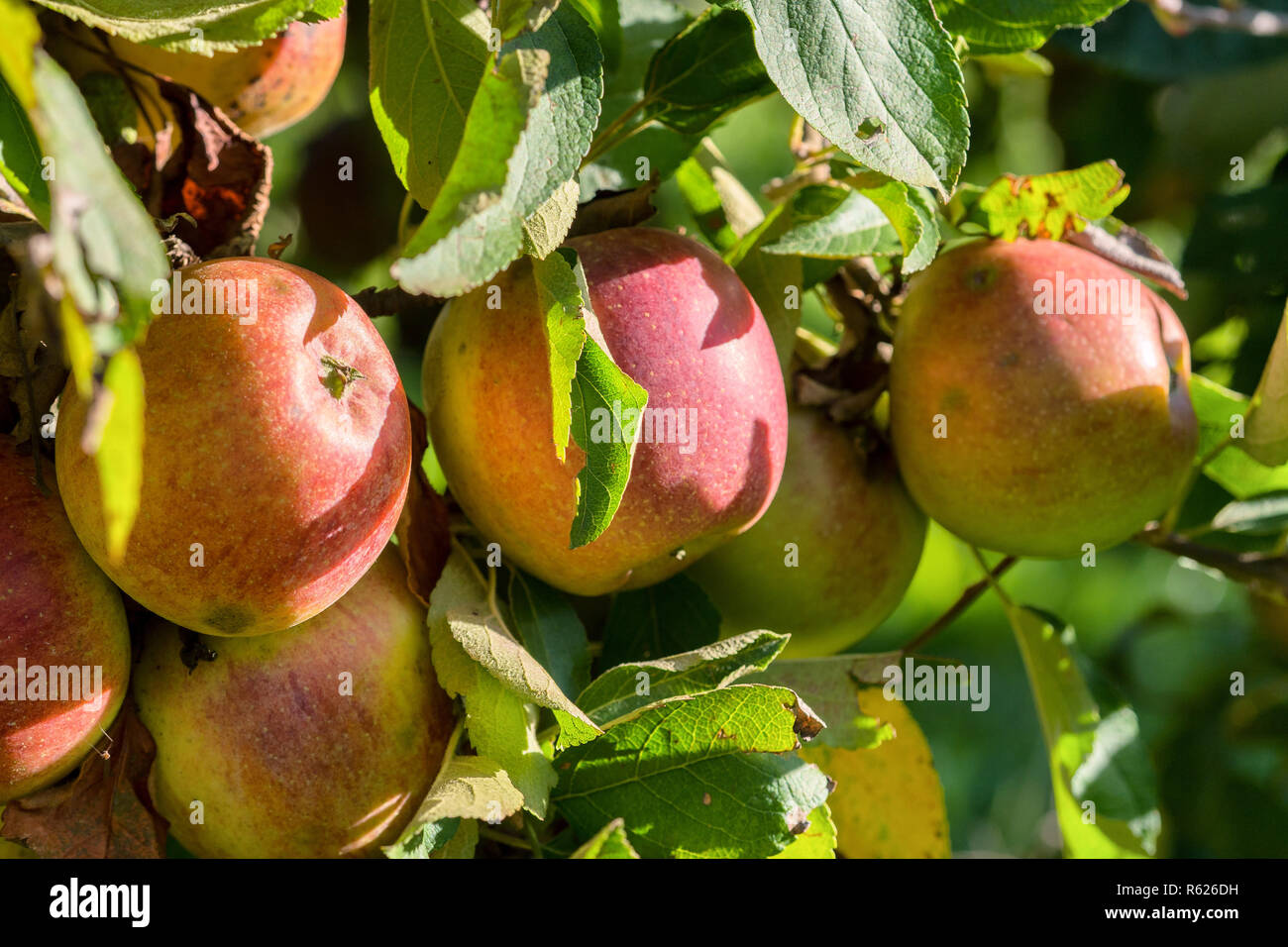 Red apples growing on tree Stock Photo - Alamy