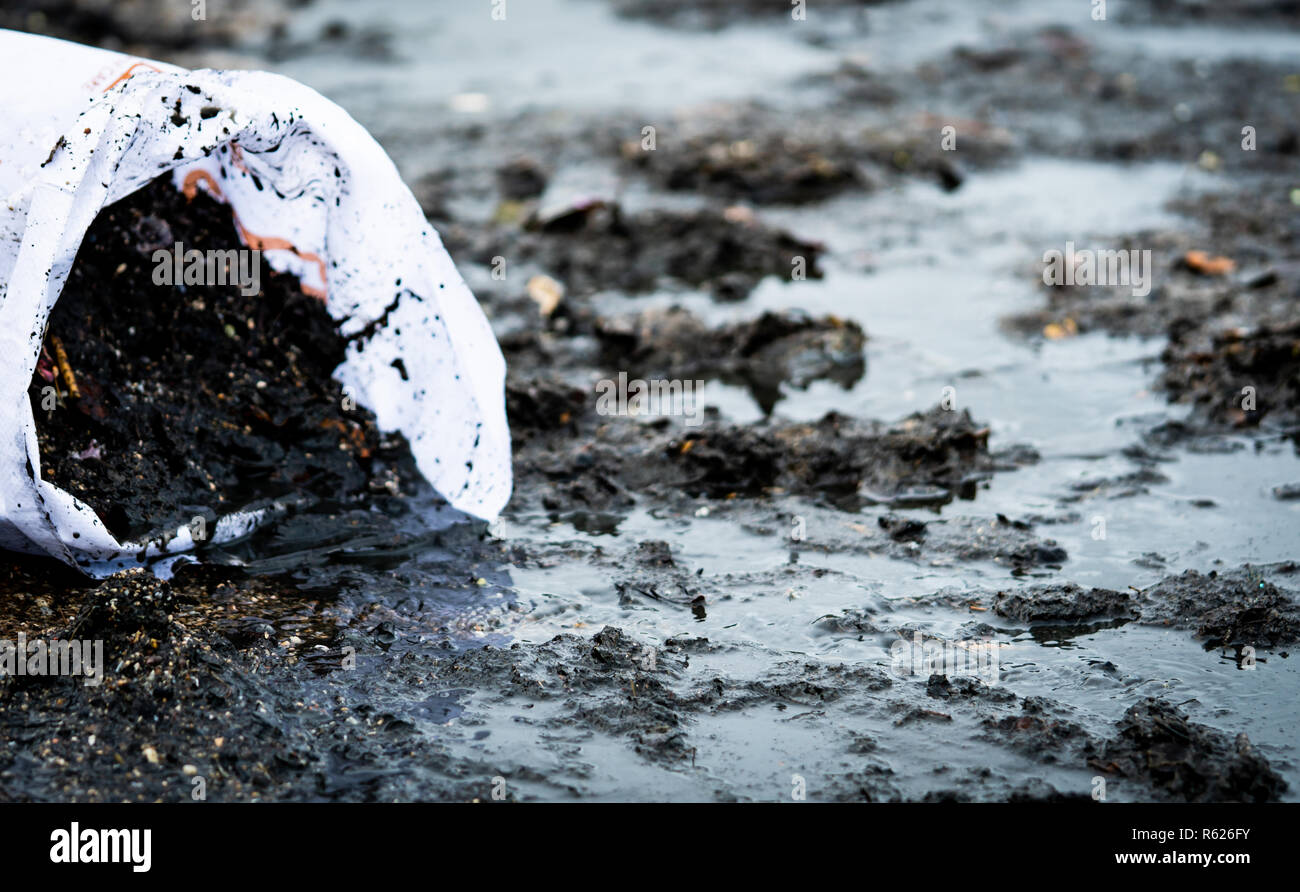 Cleaner collecting garbage on the sea beach in to white bag. Bag of ...