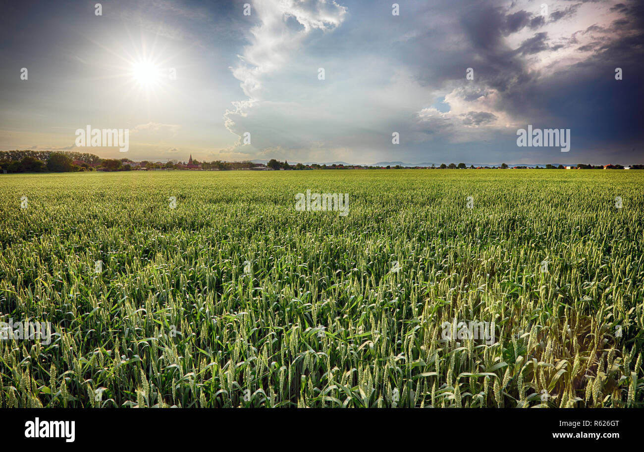 Sunset on fields of wheat hi-res stock photography and images - Alamy