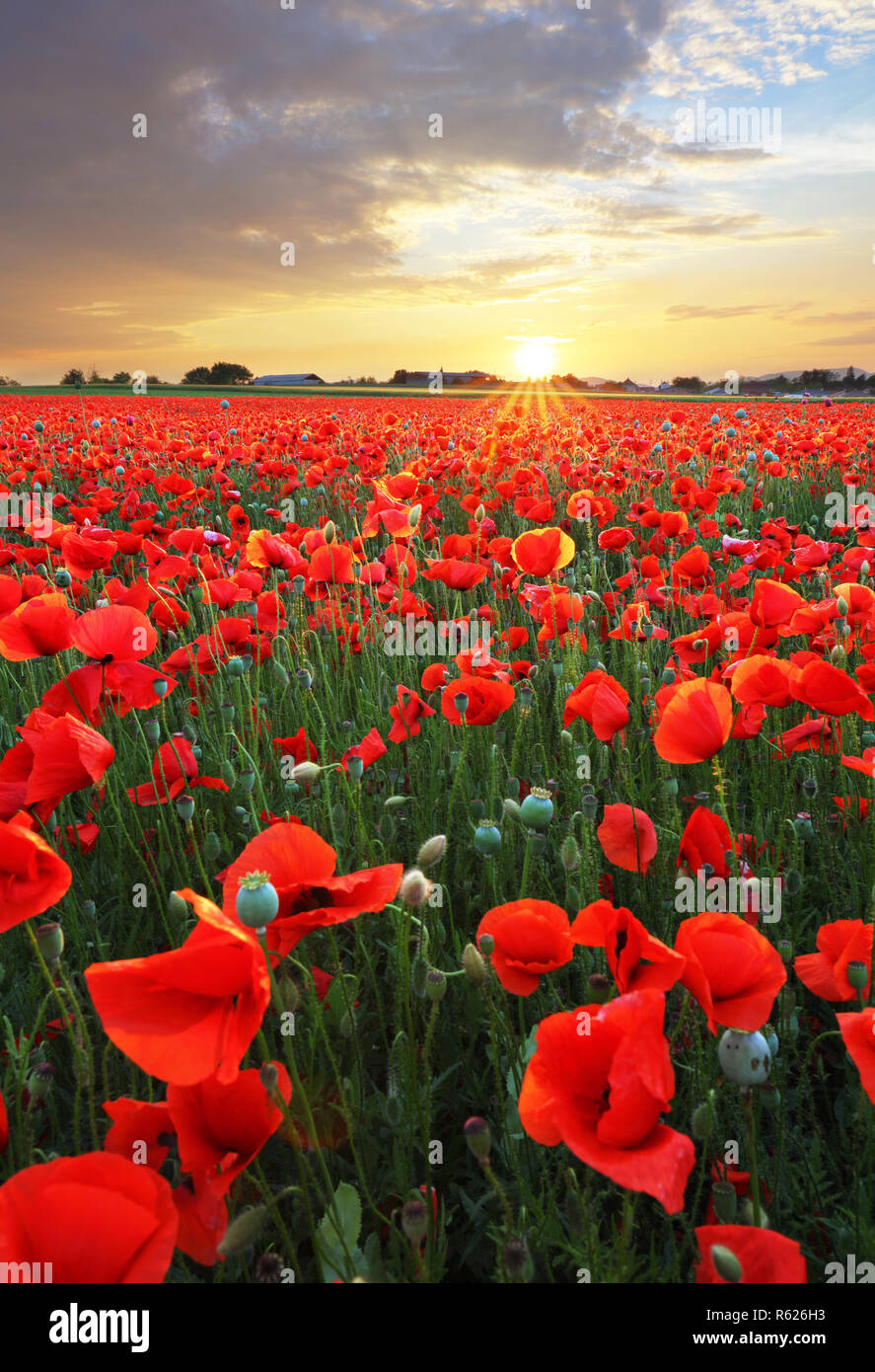 Poppy field sunset hi-res stock photography and images - Alamy