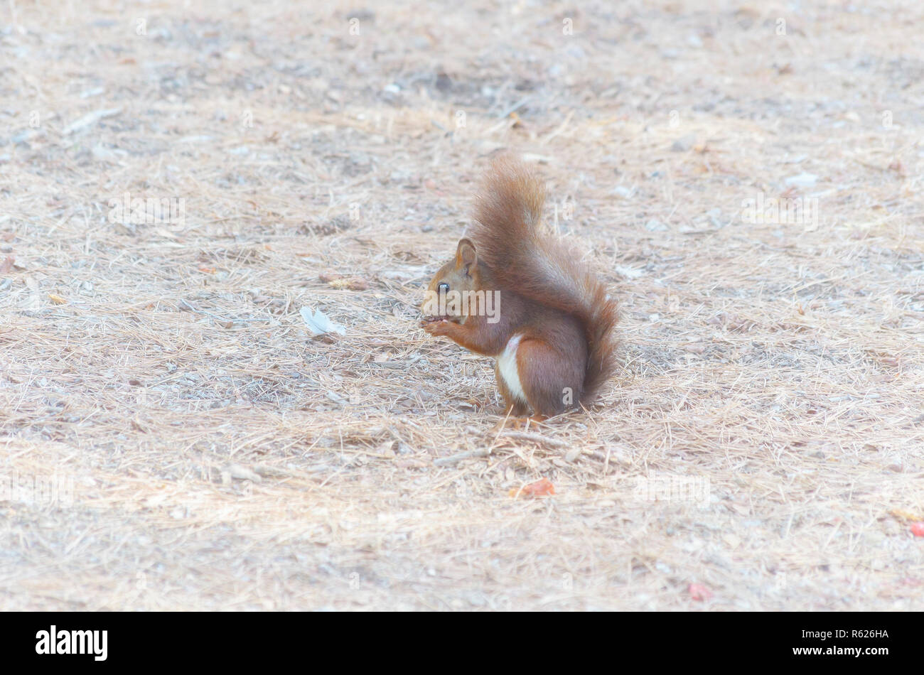 Sciurus vulgaris. Red squirrel, on the ground, eating some food ...