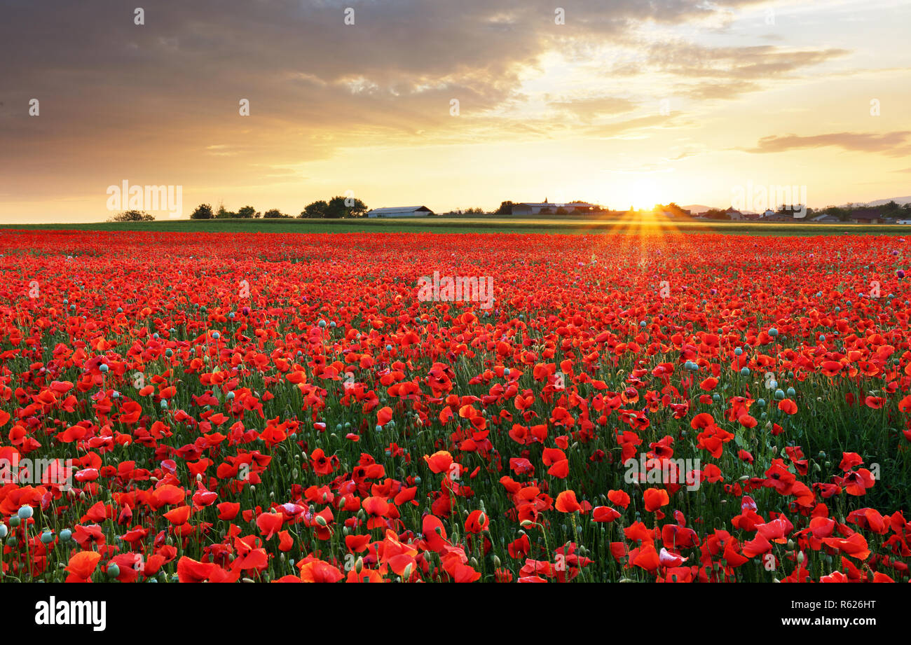 Nice poppy hi-res stock photography and images - Alamy