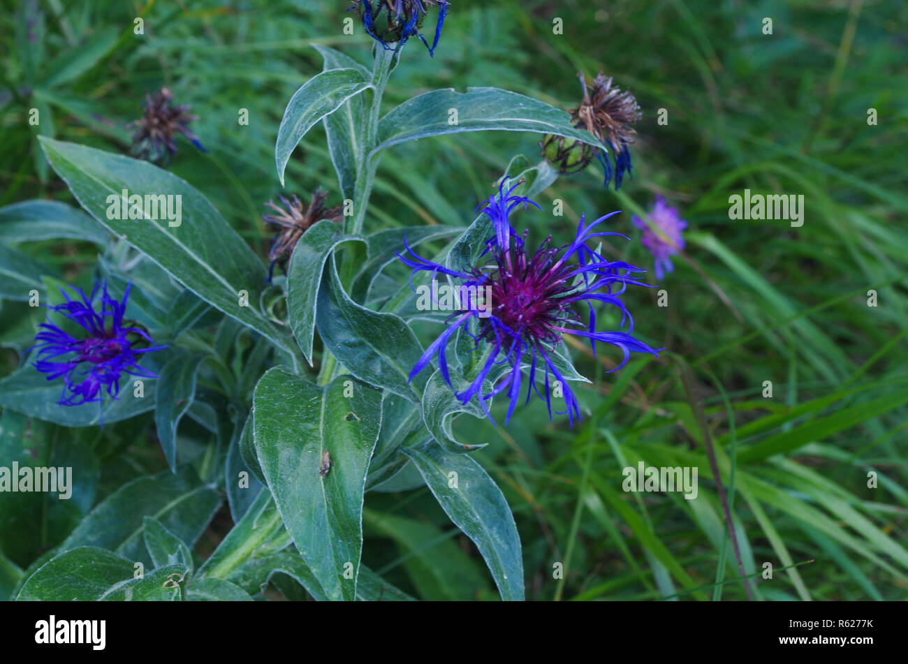 Alpine plant Centaurea montana with a blue flower and green shoots ...