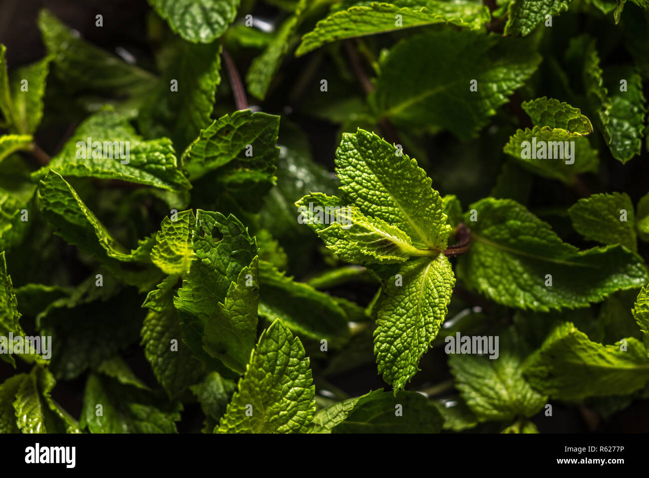 Mint leaves background close-up Stock Photo - Alamy