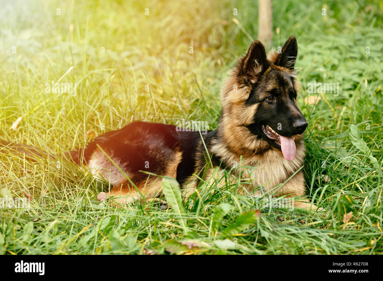 German Shepherd on grass Stock Photo - Alamy