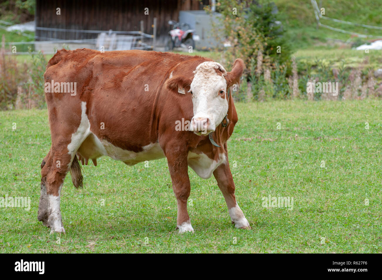 Without horns hi-res stock photography and images - Alamy
