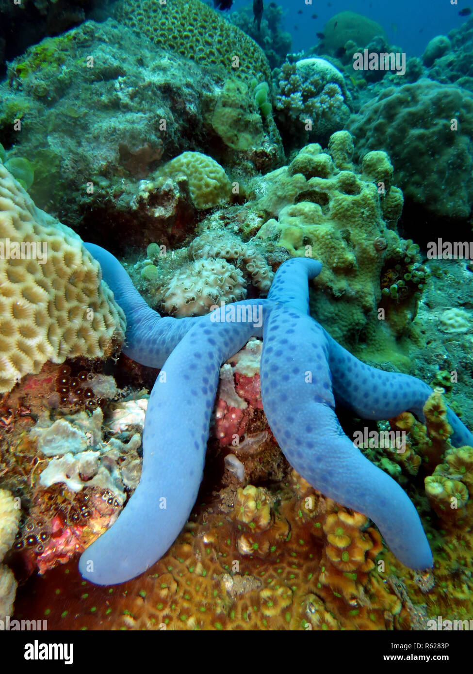 blue starfish (linckia laevigata Stock Photo - Alamy