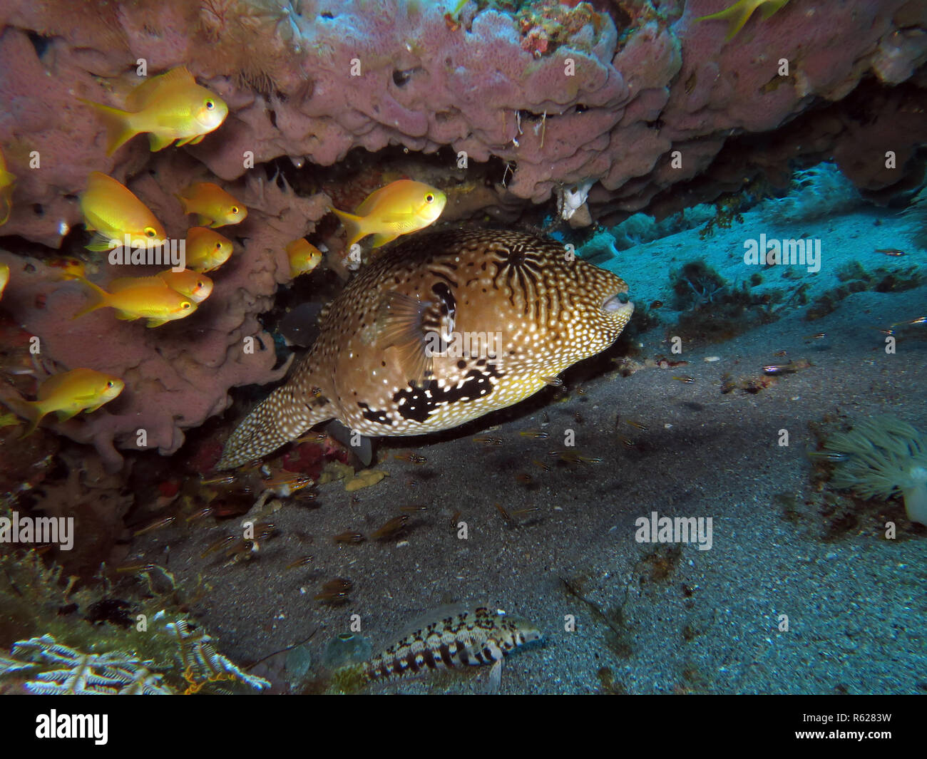 puffer fish (arothron mappa Stock Photo - Alamy