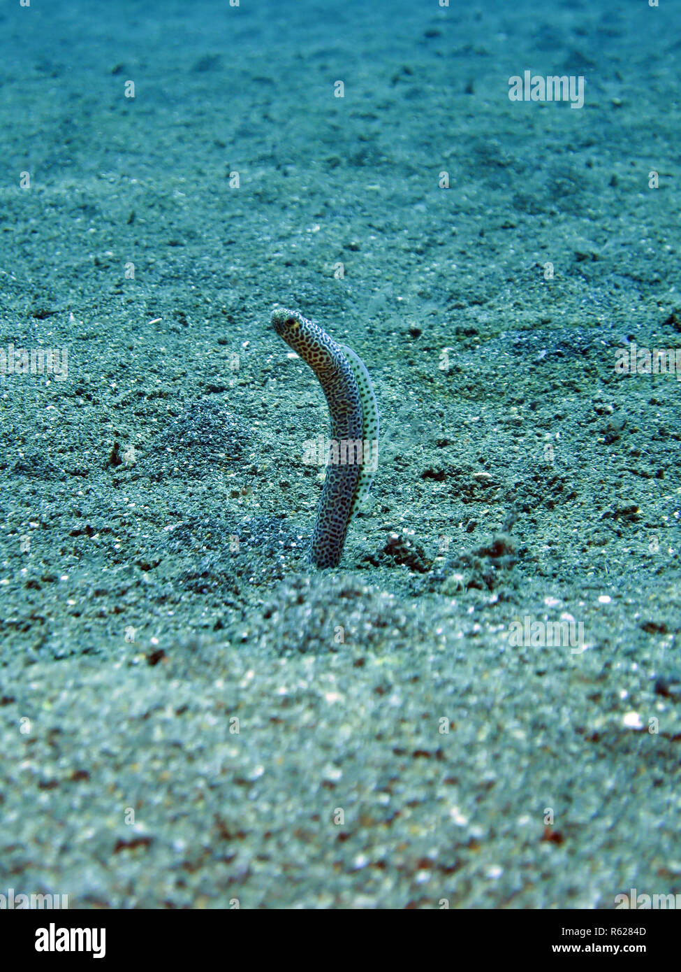 taylor's tube eel (heteroconger taylori Stock Photo - Alamy