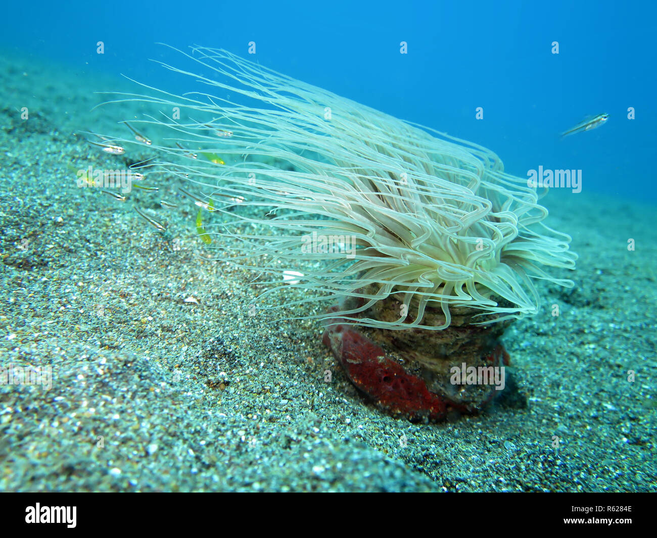Cerianthus sp hi-res stock photography and images - Alamy