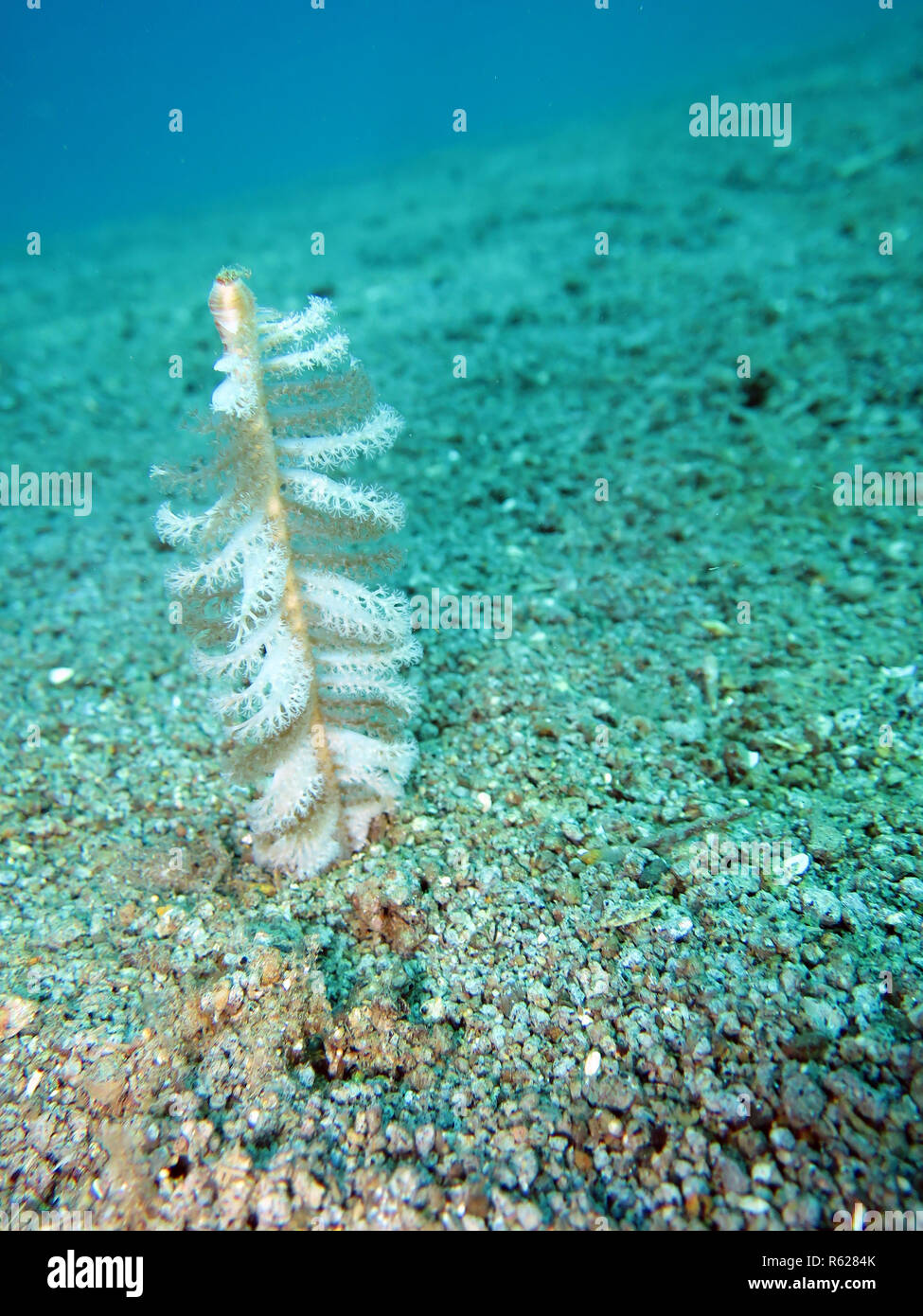 Seefeder hi-res stock photography and images - Alamy