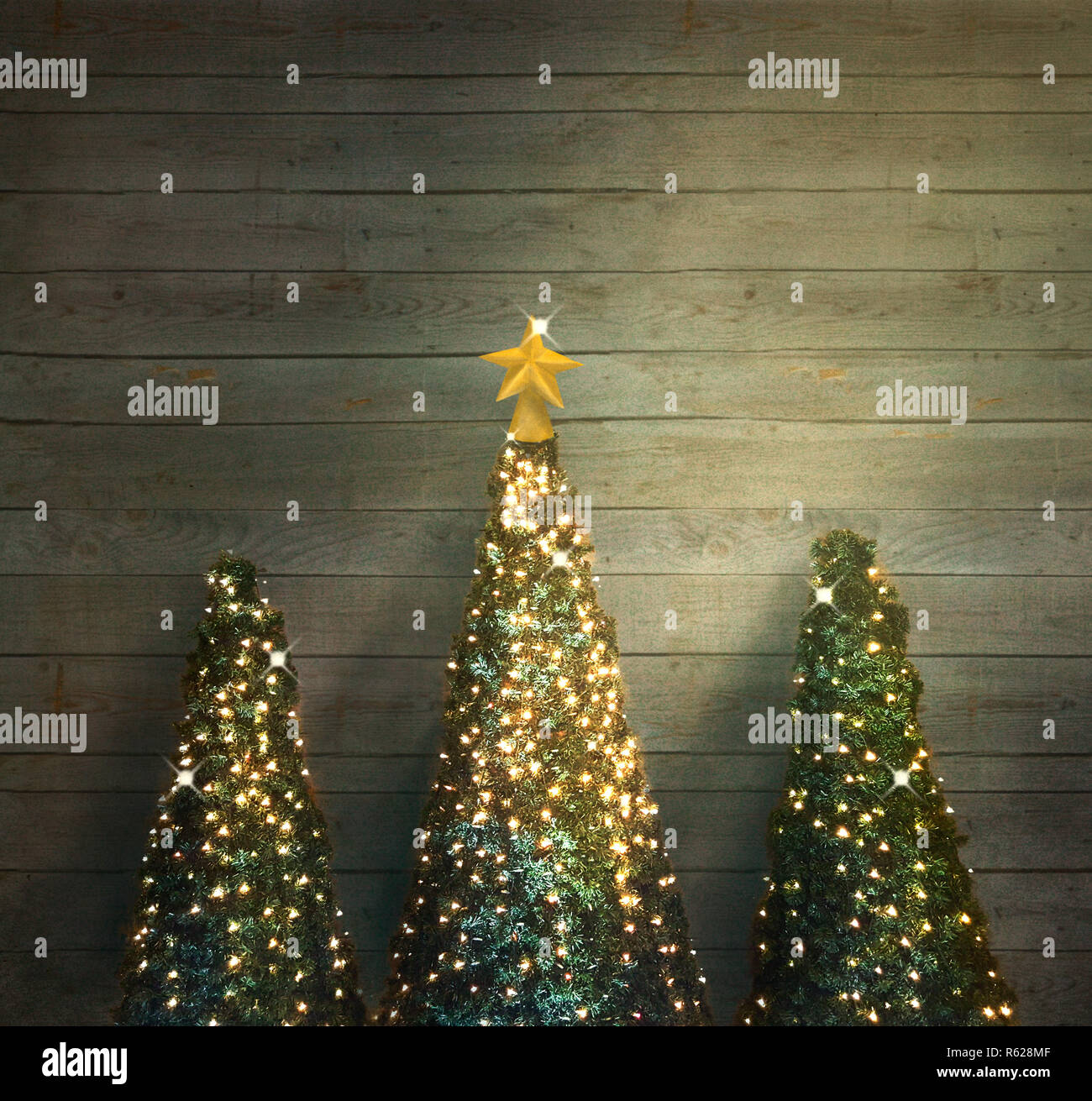 Brush box tree hi-res stock photography and images - Alamy