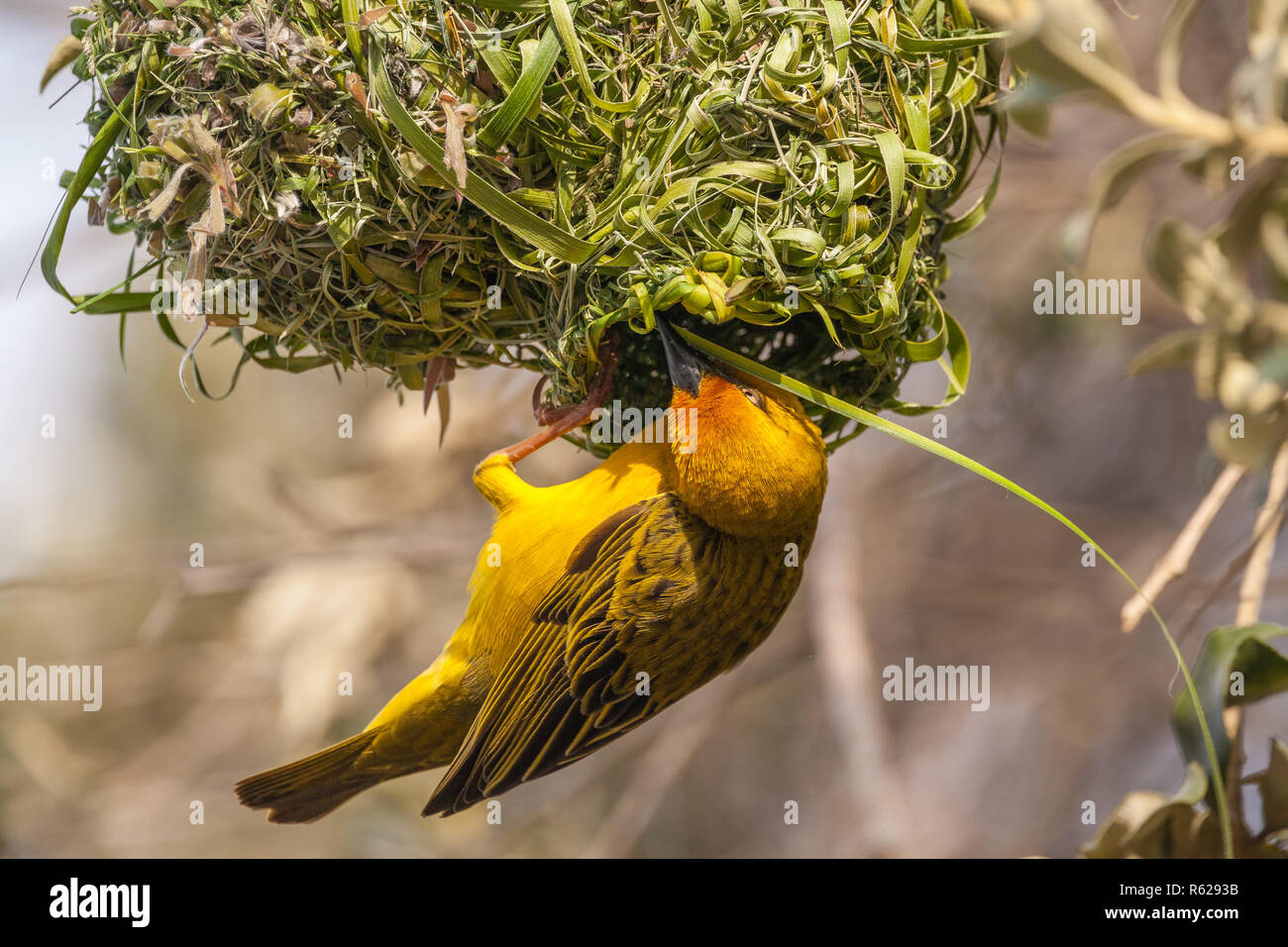 yellow weaver bird at nest building Stock Photo - Alamy
