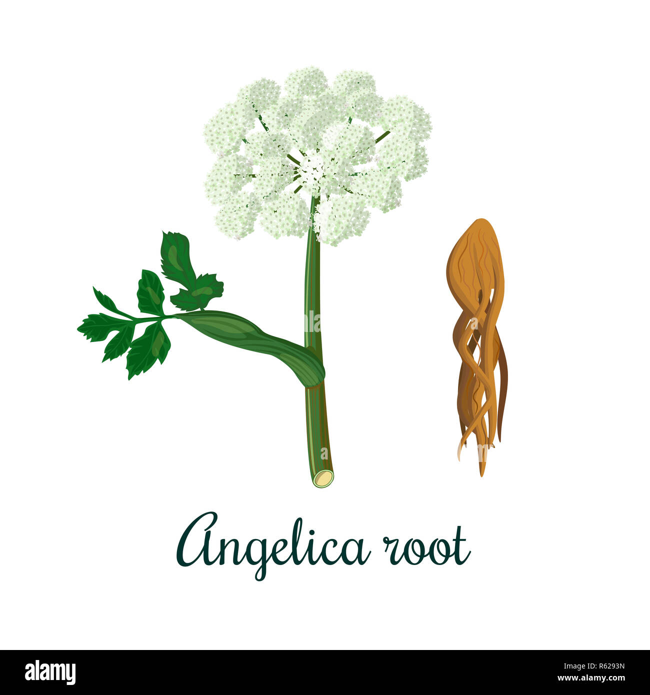 Angelica sinensis, archangelica or dong quai, or female ginseng. Flower ...